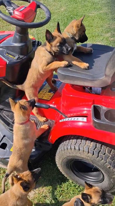 Owczarek Belgijski Malinois FCI Mników • OLX.pl