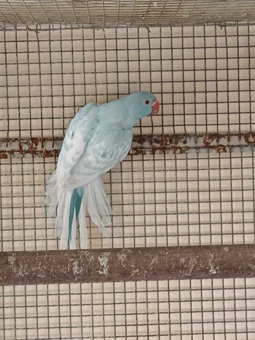 Ring neck varias mutações Leiria • OLX.pt