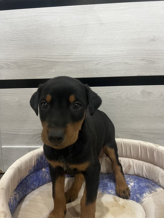 Розплідник продає цуценя Добермана з документами КСУ-FCI на вас: 15 000 грн. - Собаки ...