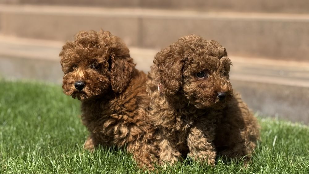 Pudel Red Toy piesek z rodowodem FCI Wrocław Fabryczna • OLX.pl