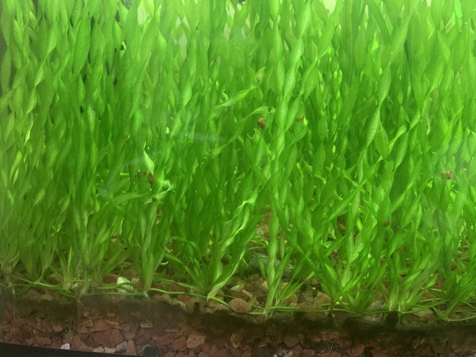Валлиснерия спиральная. Растения для аквариума: 15 грн ...