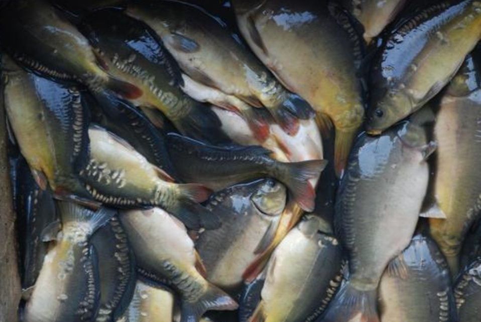 Karp , Amur , Lin , Jesiotr, Tołpyga , Karaś ,Ryby do stawów narybek ...