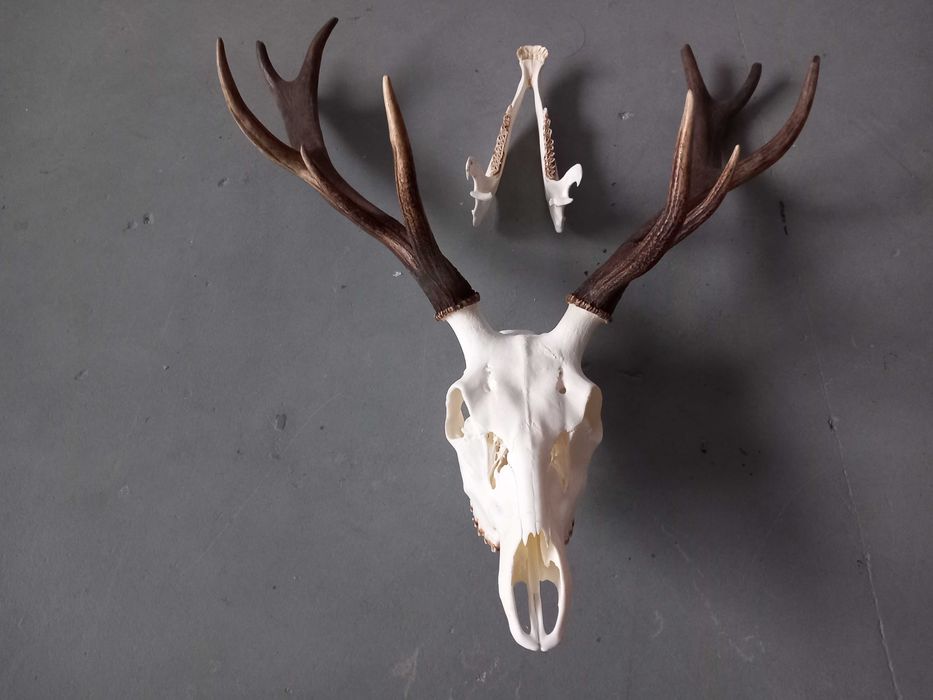 Byk, Jeleń, Poroże, Wieniec, Rogi, Selekt Stargard • OLX.pl