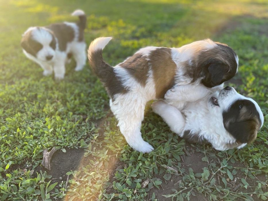 Новий приплод від Great Big Bear.Чудові діти.Родовід UKU/FCI.Доставка: 15 000 грн. - Собаки Киев ...