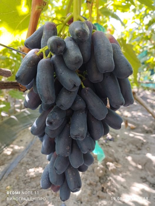 Чубуки, черенки винограду: 100 грн. - Сад / огород Днепр на Olx