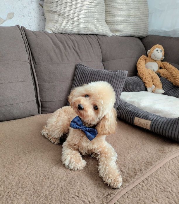 Reproduktor Pudel Toy Toruń • OLX.pl