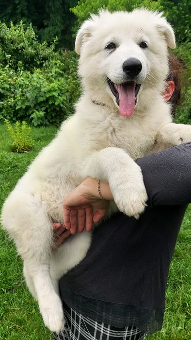 Вівчарки швейцарські Клубні FCI: 25 000 грн. - Собаки Дніпро на Olx