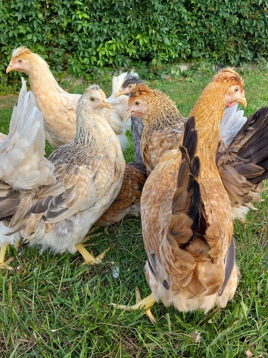 nioski wysylka w Twojej okolicy? Sprawdź kategorię Rolnictwo