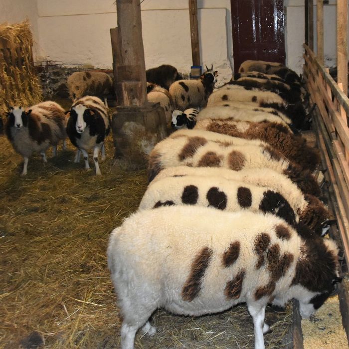 Owce Świętego Jakuba Bukwałd • OLX.pl