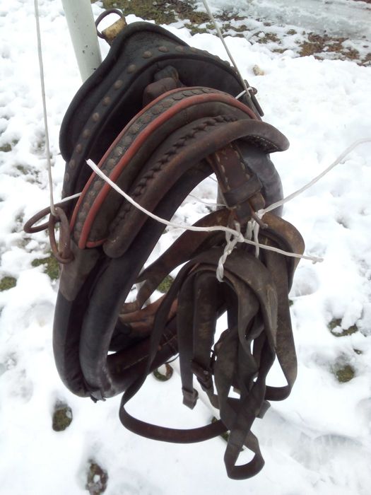 homonto dla konia - Akcesoria jeździeckie | OLX Sport i Hobby