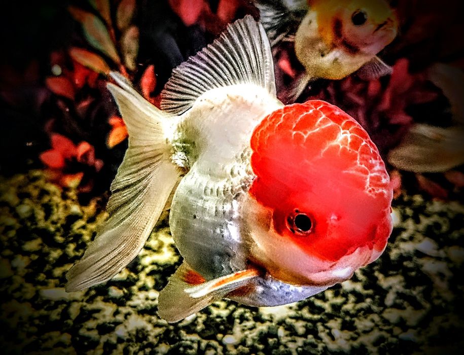 ,,Oranda Red head,,czerwony kapturek welonki welony welonka goldfish ...