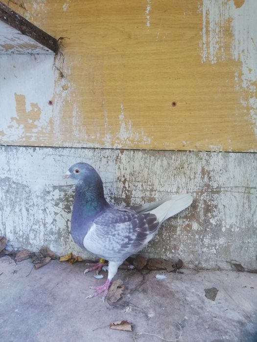 Golebie pocztowe Dąbrowa Tarnowska • OLX.pl