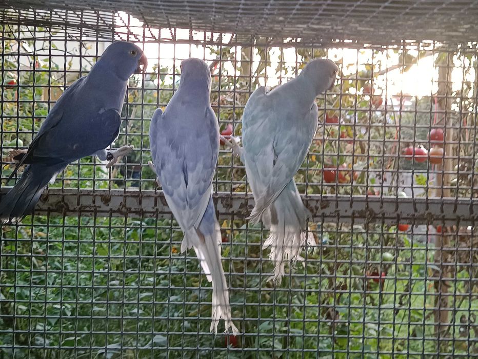 Ring neck varias mutações Leiria • OLX.pt