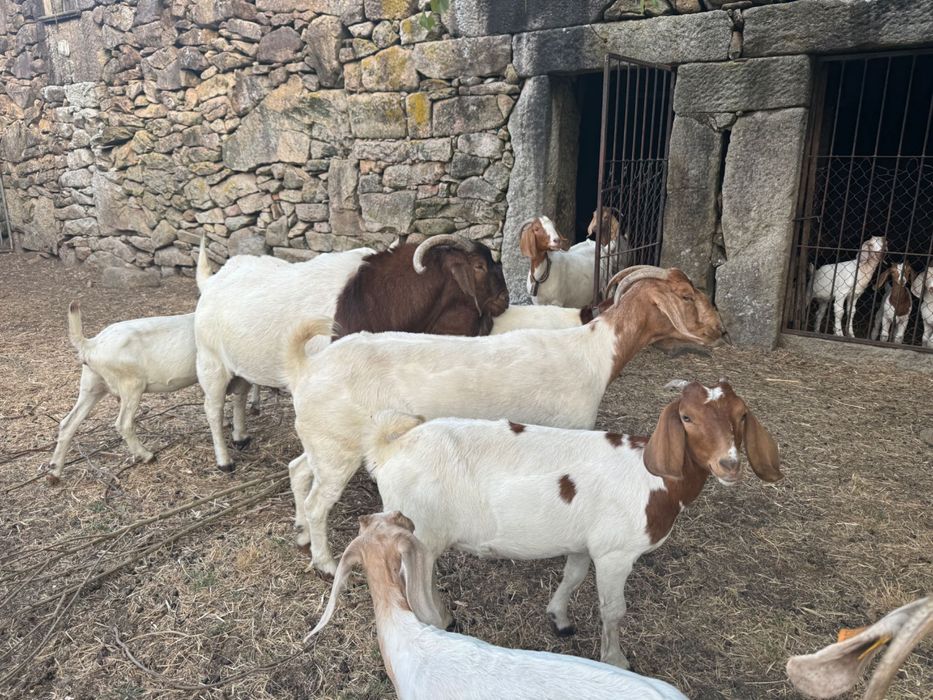 Boer cabras e bode S. Pedro Do Sul • OLX.pt