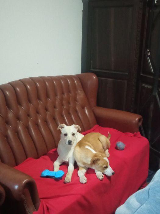 Bebé para adoção responsável Bebé fêmea com 6 meses para adoção res ...