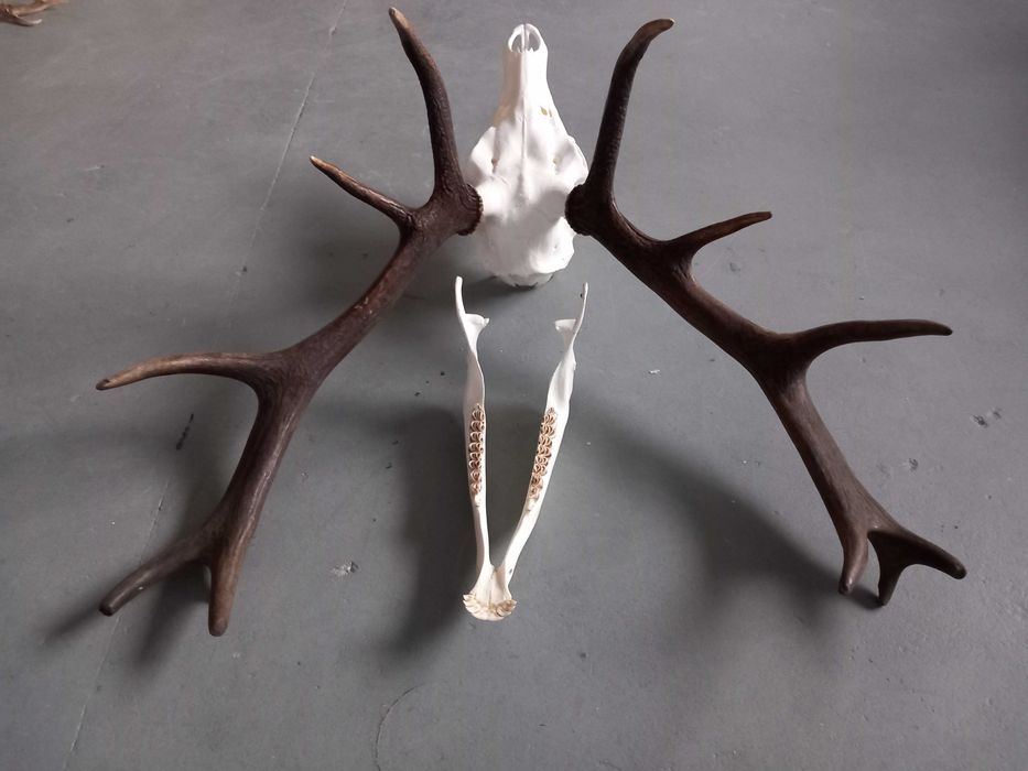 Byk, Jeleń, Poroże, Wieniec, Rogi, Selekt Stargard • OLX.pl