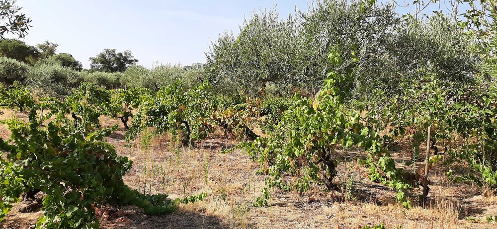 Vende-se Quinta em Lousa, Castelo Branco Santo António Dos Cavaleiros E ...