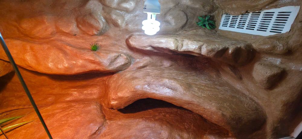 Agama brodata samica w zestawie z terrarium. Zestaw Dębno • OLX.pl
