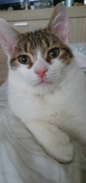 Cudowni rozmruczani bracia Zorkin i Larkin gotowi na nowy domek Łódź ...