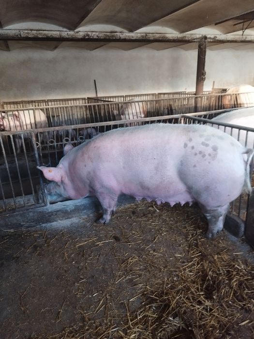 Maciora po 3 miotachh na ubój Święcica • OLX.pl