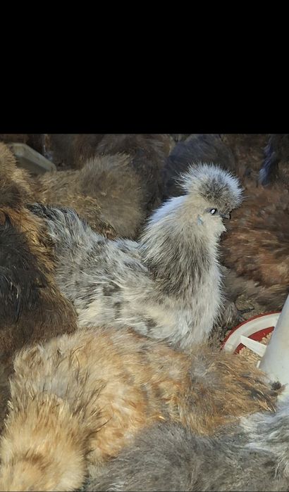 kury silki - ptaki na sprzedaż, do adopcji | OLX Zwierzęta