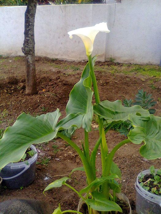 Plantas de exterior - Jarros ou copos de leite Ramada E Caneças • OLX ...