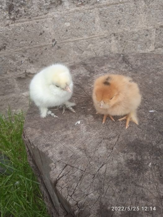 Kury kurczaki Perliki rasoweKurczaki ozdobne ,nioski Brahma,kochin,raj ...