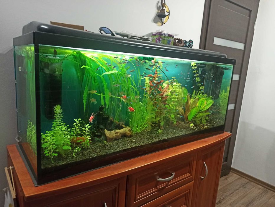 Akwarium 240l z rybkami, roślinami, CO2 i całym wyposażeniem Mińsk ...