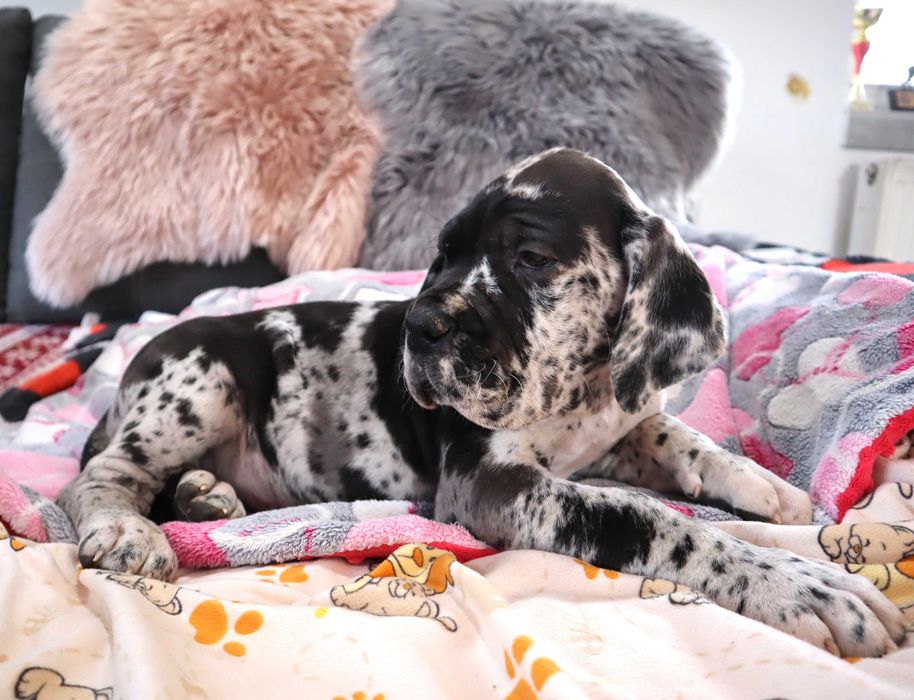 Dog niemiecki arlekin linia francusko-włoska ZKwP FCI samiec wystawowy ...