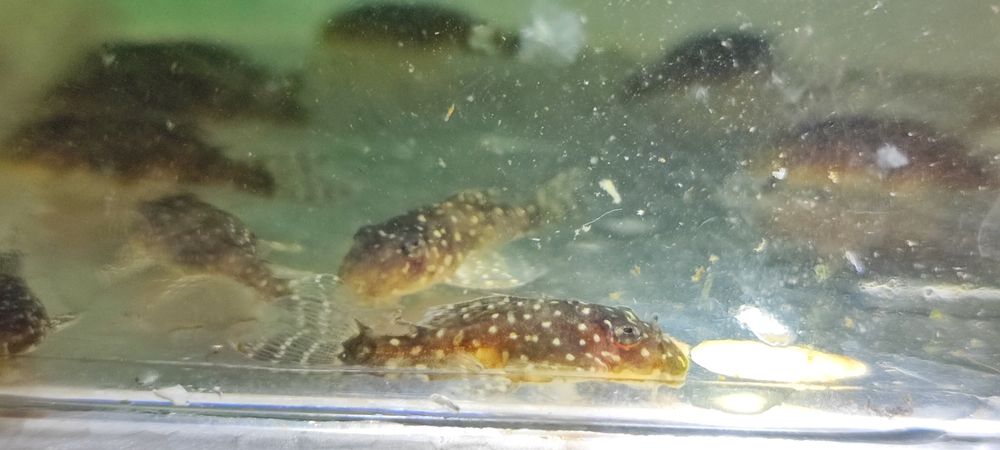 L136 Hypancistrus sp. 3 cm+ Mieroszyno • OLX.pl