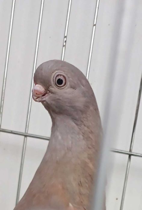 Gołebie ozdobne blauwindry samica Biała Podlaska • OLX.pl