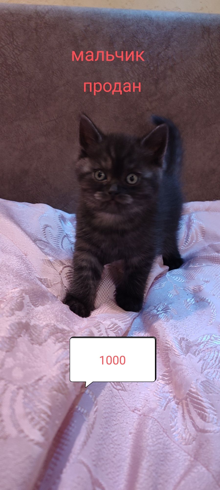 Котята шотландцы: 500 грн. - Коти Комунар на Olx