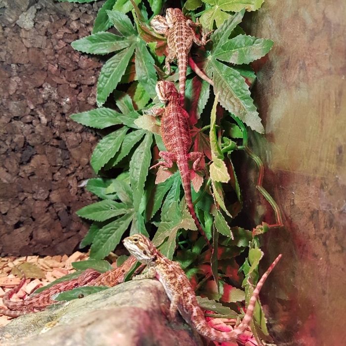 Agama Brodata - OLX.pl