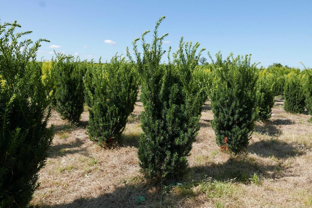 Cis pośredni 'Hilli'/ Taxus × media 'Hilli' Śleszyn • OLX.pl