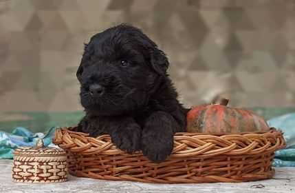 Цуценята Чорного Тер"єра. Документи FCI: 18 000 грн. - Собаки Київ на Olx