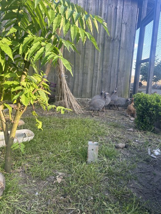 Perliczki perliki Cykarzew Północny • OLX.pl