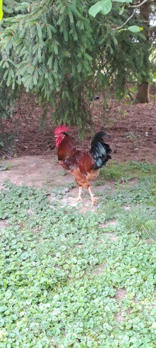 Młode koguty Rosa 24 tyg Węgorza • OLX.pl