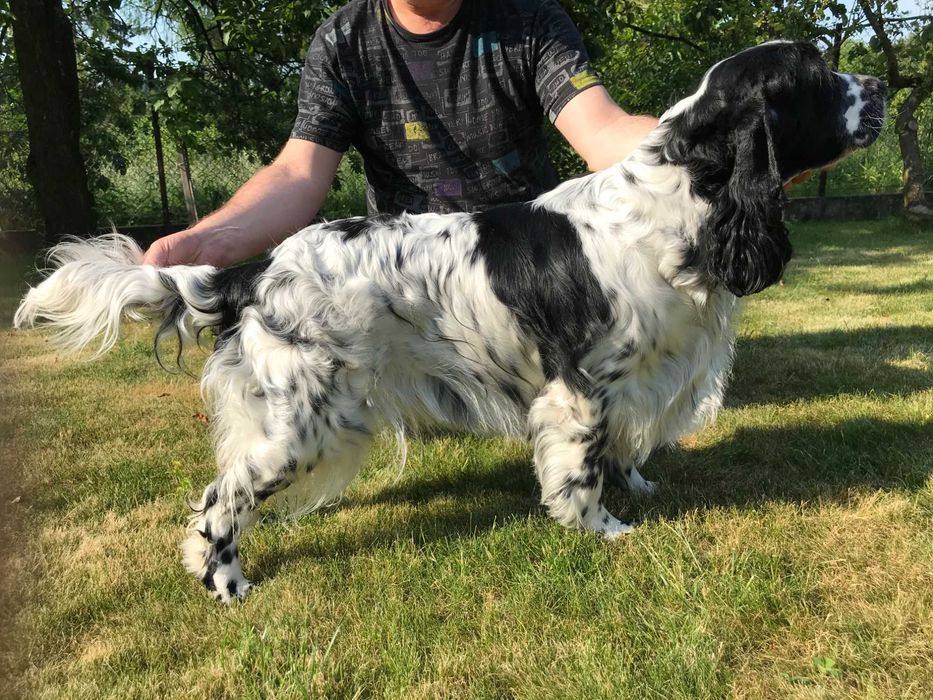 Springer Spaniel Angielski FCI - szczenię gotowe do odbioru Cieszyn ...