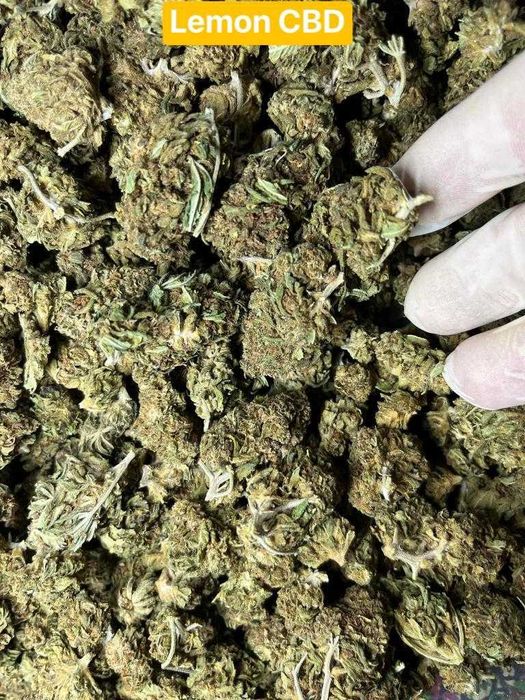 Susz Konopny CBD Lemon Haze 1kg Dąbrowa Górnicza • OLX.pl