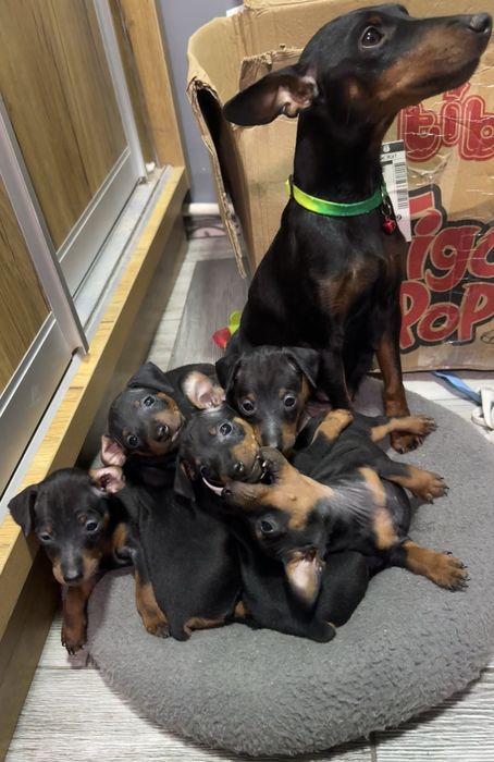 Цвергпінчер ( міні доберман) цуценята: 3 000 грн. - Собаки Жашків на Olx