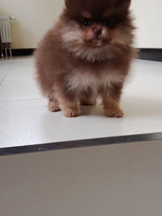 Szpic miniaturowy pomeranian czekoladowa tan Łódź Górna • OLX.pl