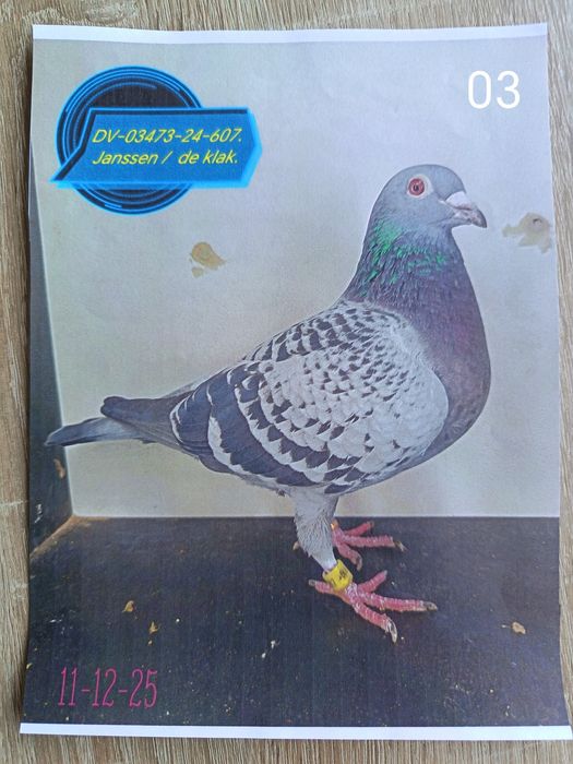 Golebie pocztowe w linii Zakrzewo • OLX.pl