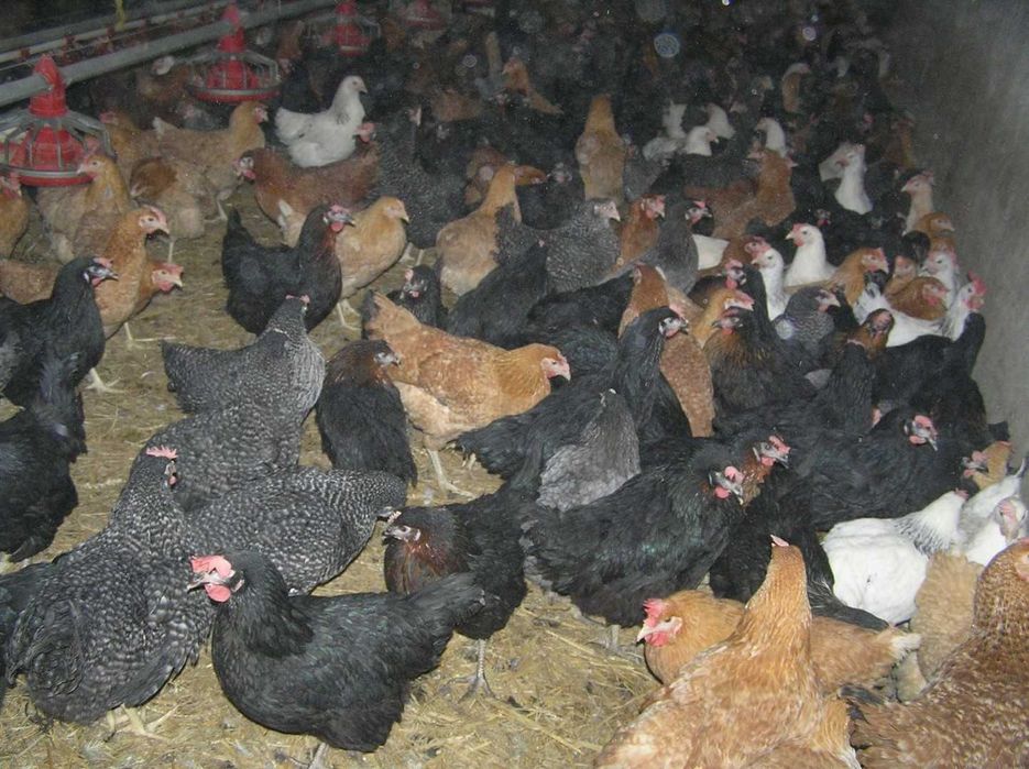 KURY NIOSKI Kurki Rosa1 kolorowe.Piękne zdrowe kury.Wszystkie rasy kur ...