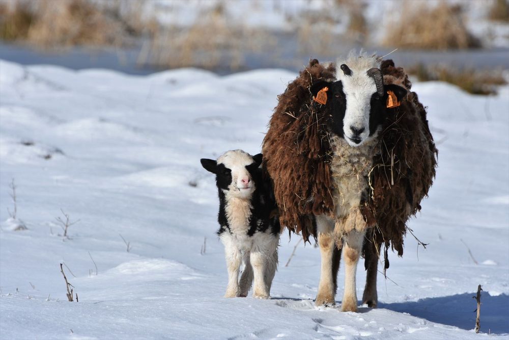 Owce Świętego Jakuba Bukwałd • OLX.pl