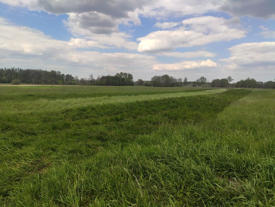 Siano w belach, balotach 120X120! Transport! Słupsk • OLX.pl