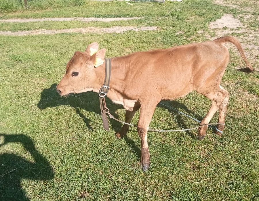 Cieliczka, cielę,krowa Jersey, polska czerwona Krosno • OLX.pl