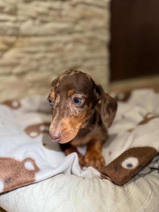 Piękna sunia jamnik miniaturowy choco merle metryka pochodzenia ...