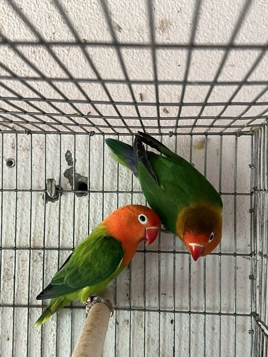 Agapornis fichers Argoncilhe • OLX.pt