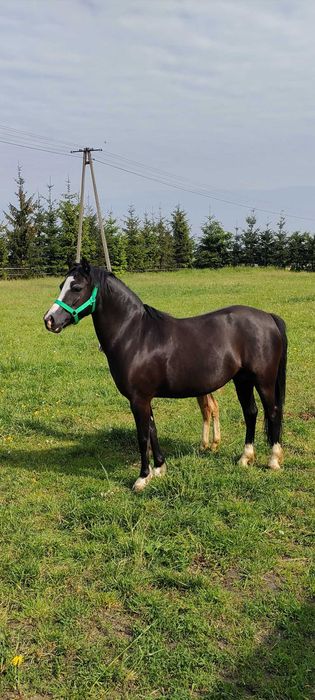 kuce w Twojej okolicy? Sprawdź kategorię Konie