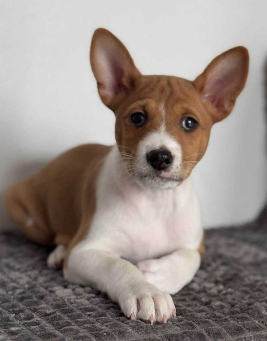 Basenji. Hodowla Frayko FCI Gierałtowice • OLX.pl